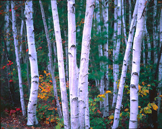 taylorbakercousins: Trees-- A Poem